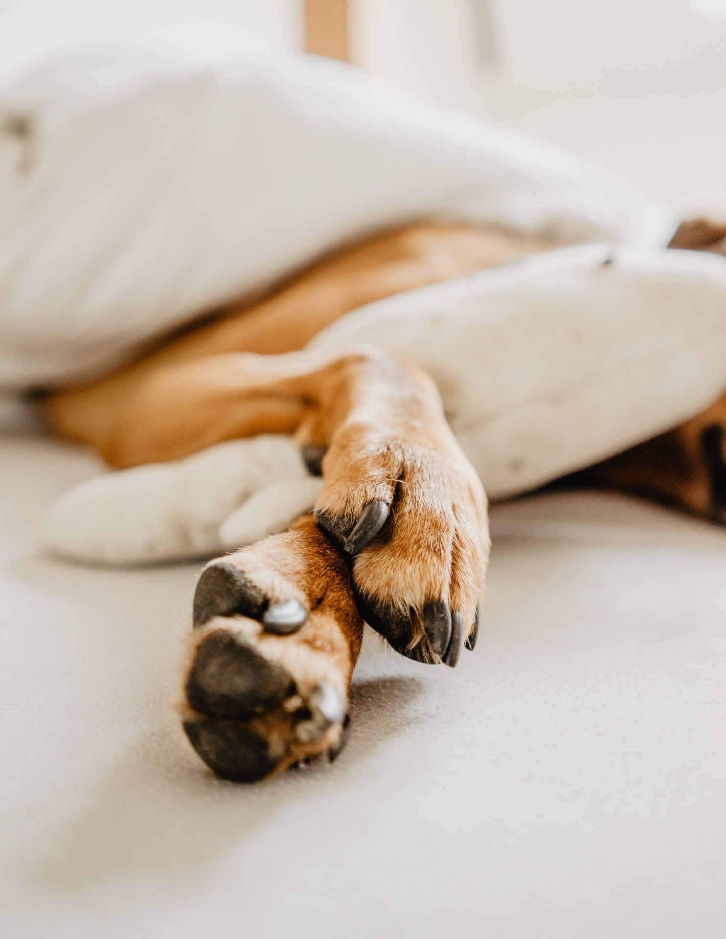 Propere pootjes | Pooches